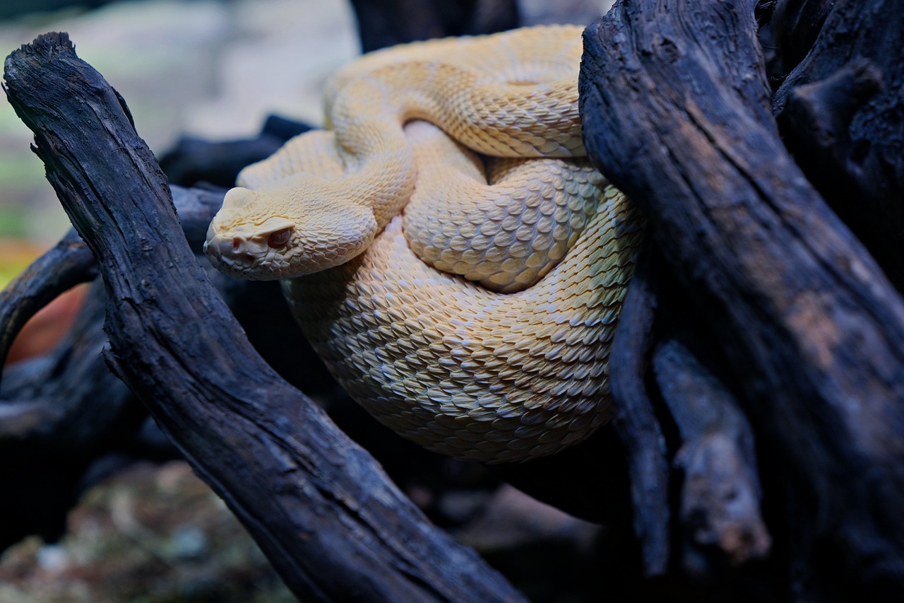 3.000+ kostenlose Schlange und Reptil-Bilder - Pixabay
