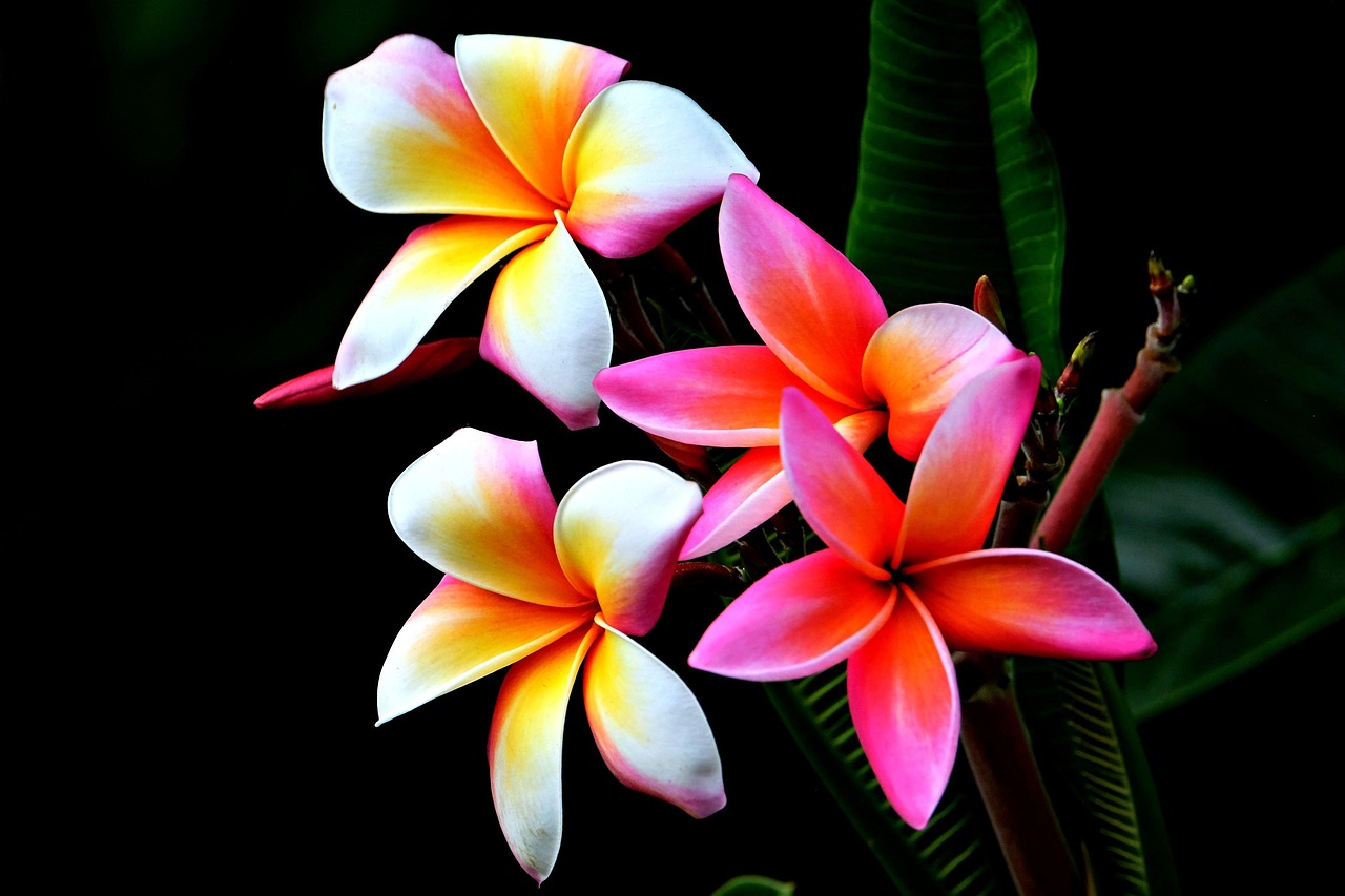 Plus de 500 000 images de Fleurs Tropicales et de Fleurs - Pixabay