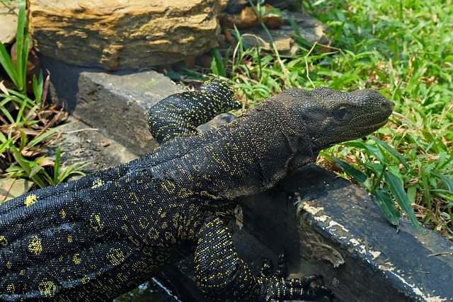 Asian Water Monitor Lizard Reptile - Free photo on Pixabay