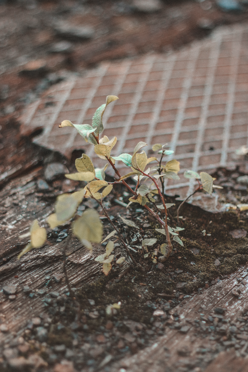 Download Nature, Plant, Growing. Royalty-Free Stock Illustration Image ...