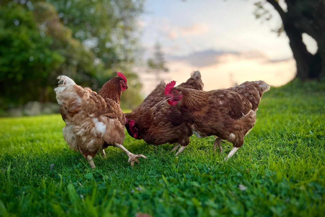 Chickens Farm Hens - Free photo on Pixabay - Pixabay
