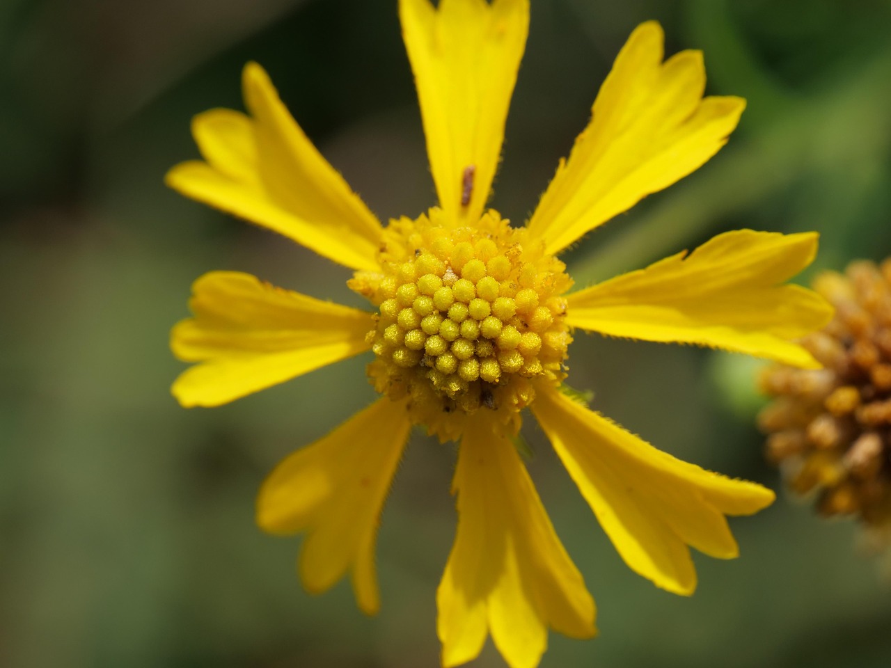 Wildflower Helenium Bitterweed - Free photo on Pixabay