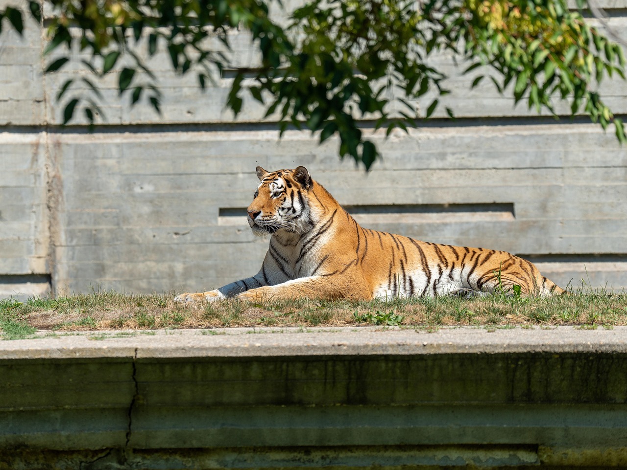 Animal Zoo Tiger - Free photo on Pixabay - Pixabay