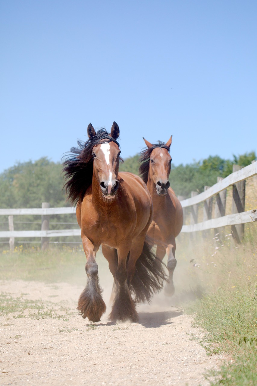 Cavalos Galope Animais De Sangue - Foto gratuita no Pixabay - Pixabay