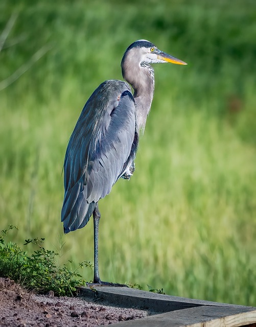 Heron Bird Wildlife - Free photo on Pixabay
