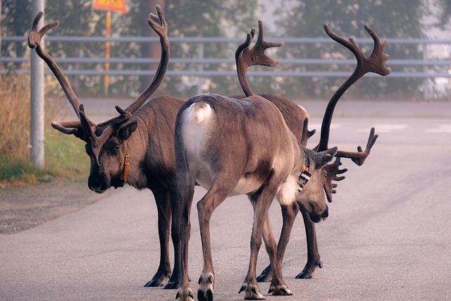 Reindeer Animals Street - Free photo on Pixabay - Pixabay