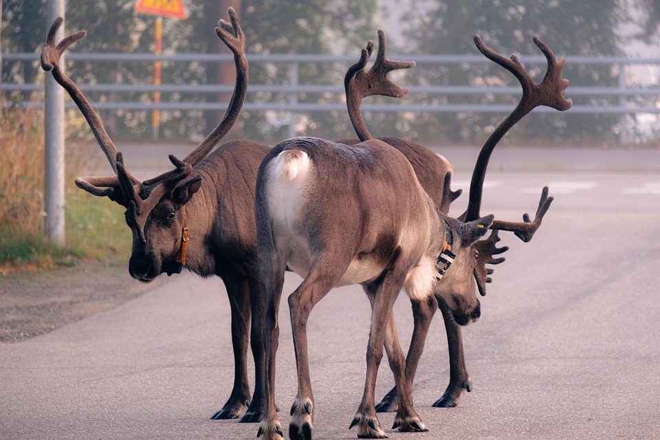 Reindeer Animals Street - Free photo on Pixabay - Pixabay