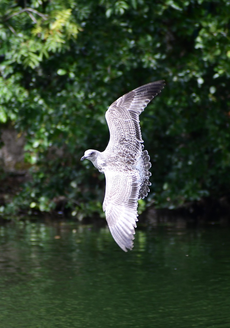 Herring Gull Bird - Free photo on Pixabay - Pixabay