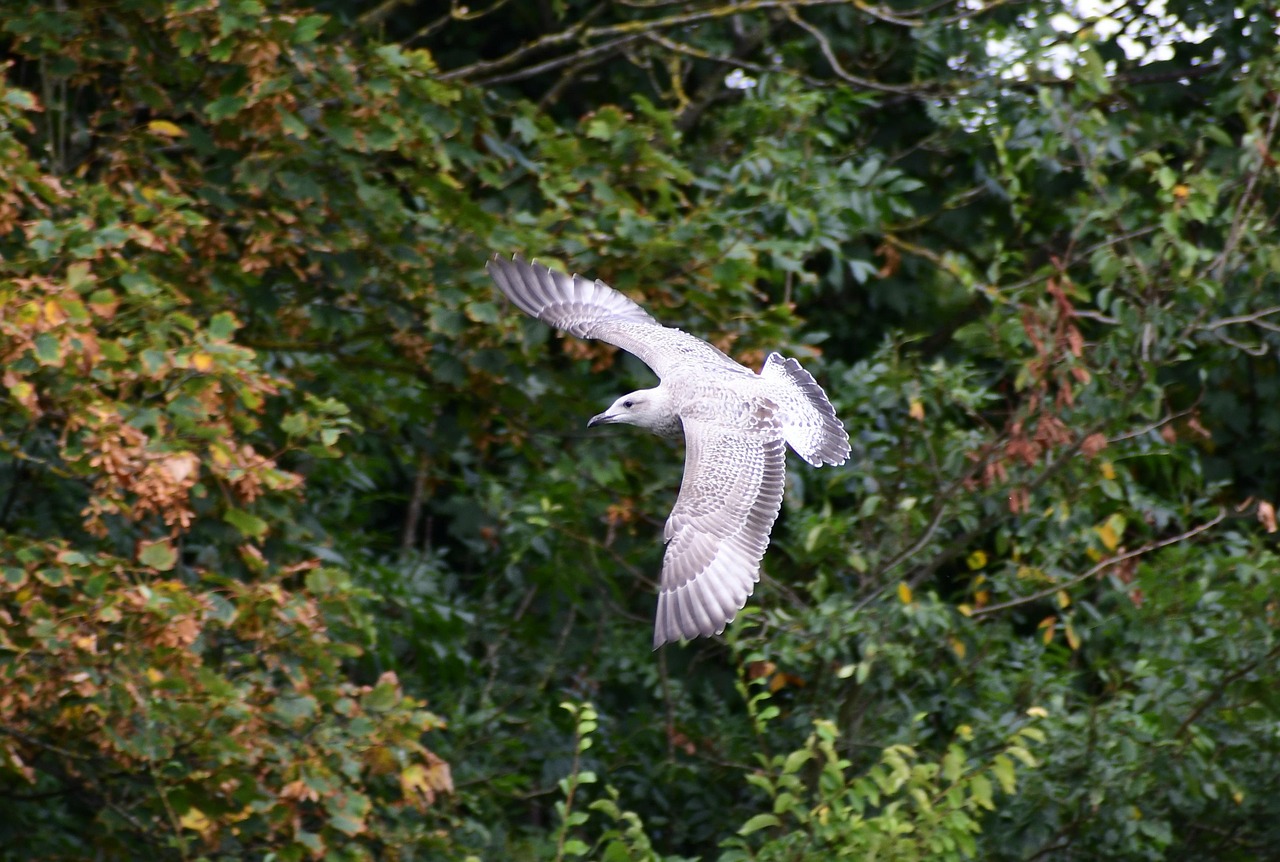 Herring Gull Bird Seabird - Free photo on Pixabay - Pixabay