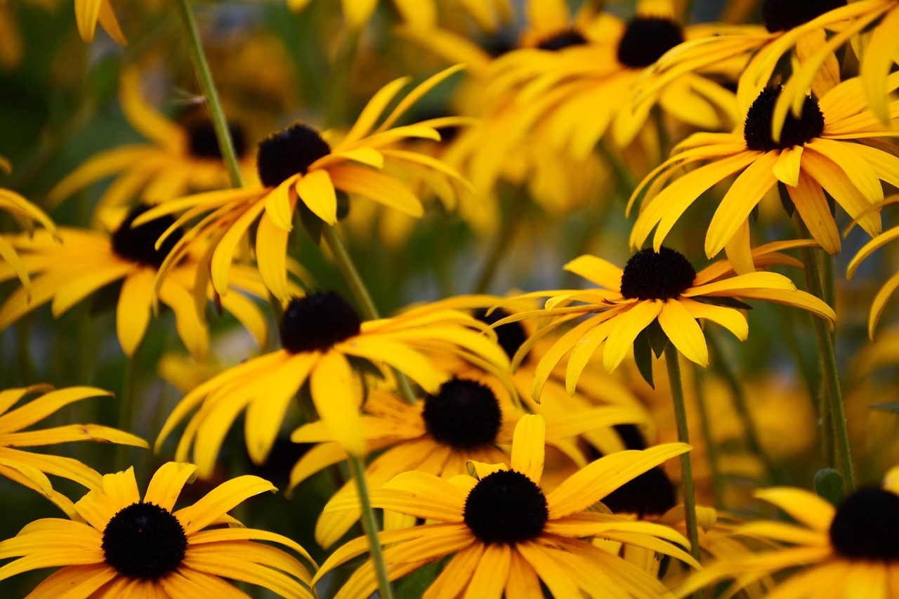 Flowers Black Eyed Susan Nature - Free photo on Pixabay - Pixabay