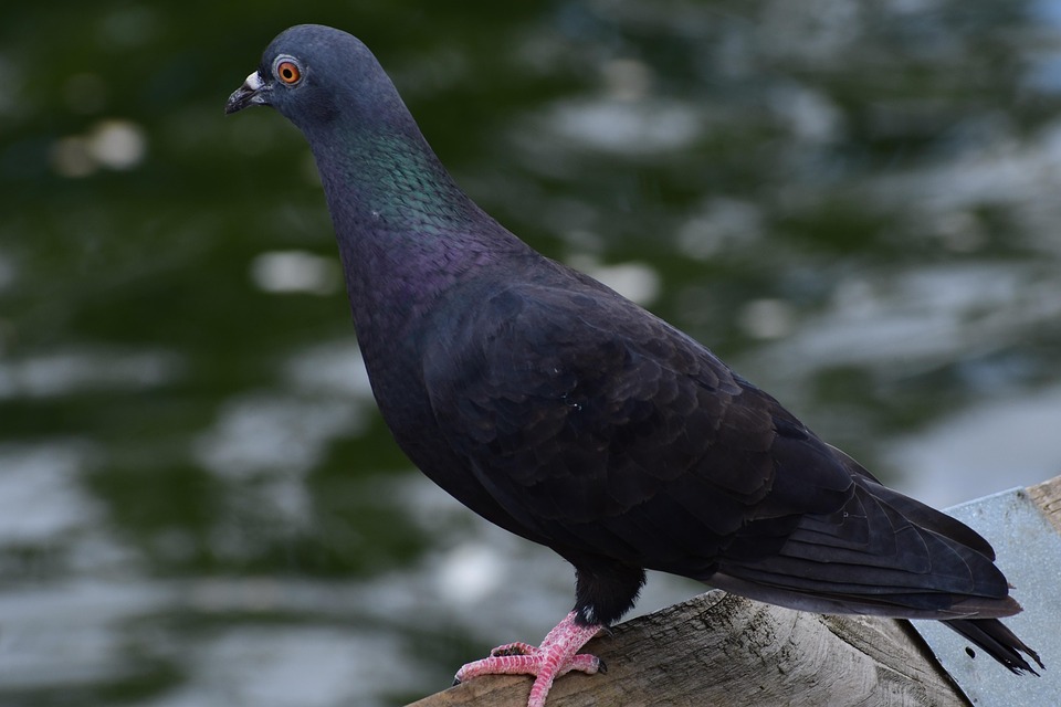 Pigeon Bird Animal - Free photo on Pixabay - Pixabay