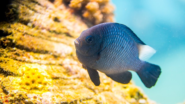 Peixe Animal Embaixo Da Agua - Foto gratuita no Pixabay - Pixabay