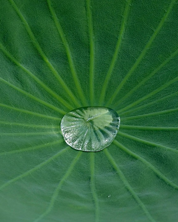 Lotus Feuille Goutte D'Eau - Photo gratuite sur Pixabay