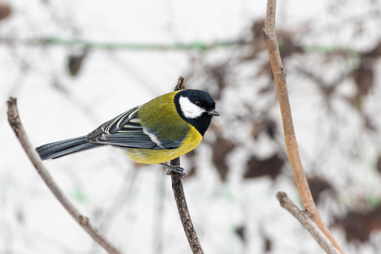 Great Tit Bird Nature - Free photo on Pixabay - Pixabay