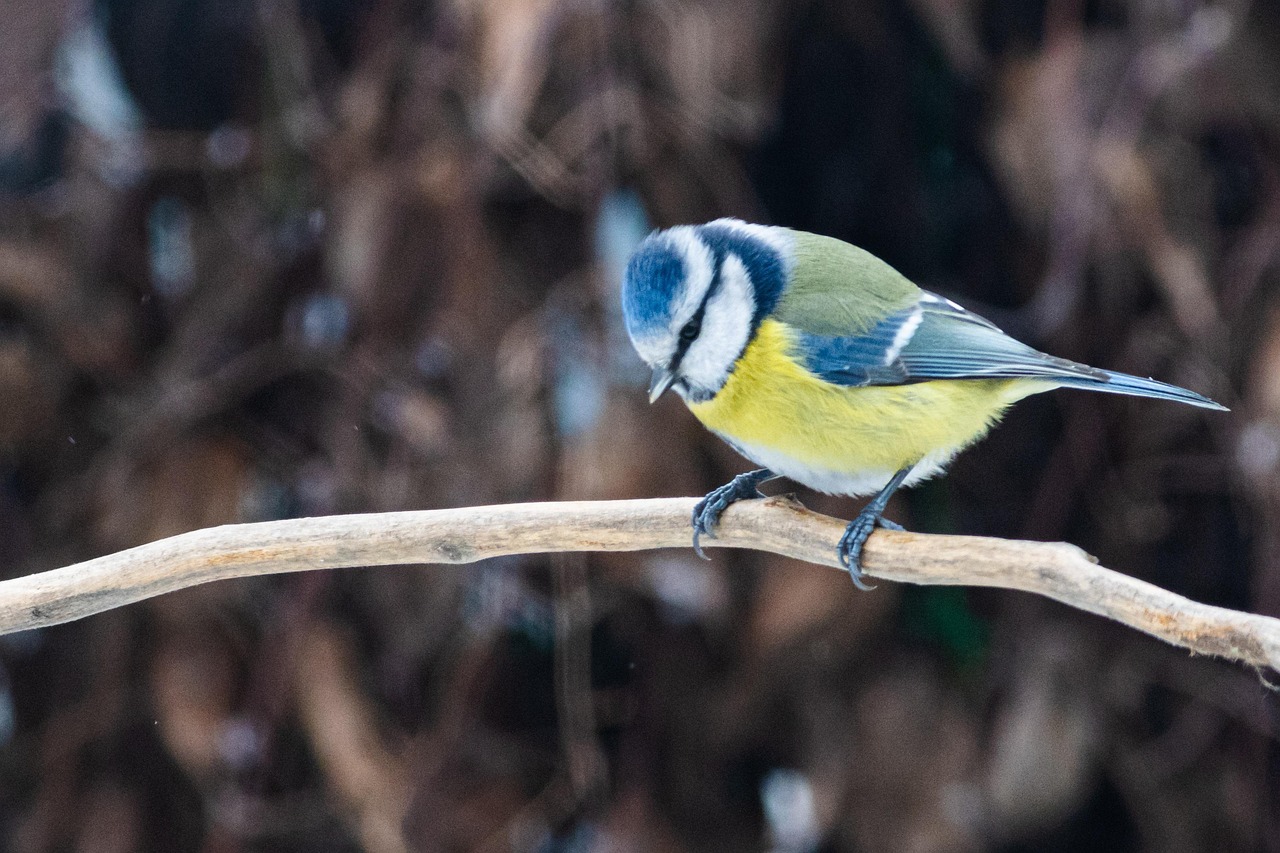 Blue Tit Bird Nature - Free photo on Pixabay - Pixabay