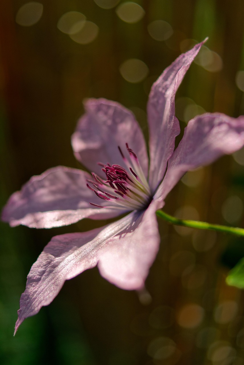 Clemátide Naturaleza Flor Planta - Foto gratis en Pixabay