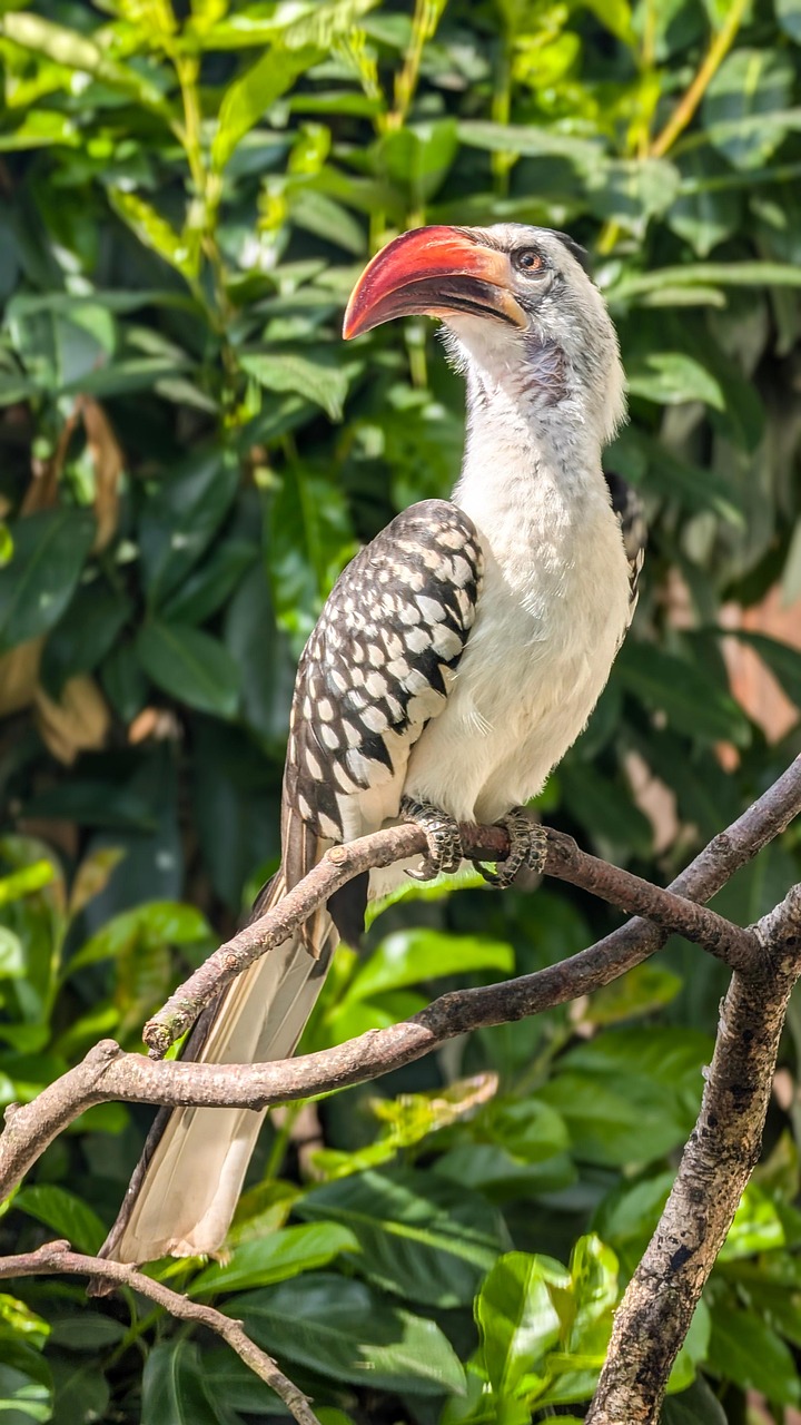 Northern Red-Billed Hornbill - Free photo on Pixabay - Pixabay