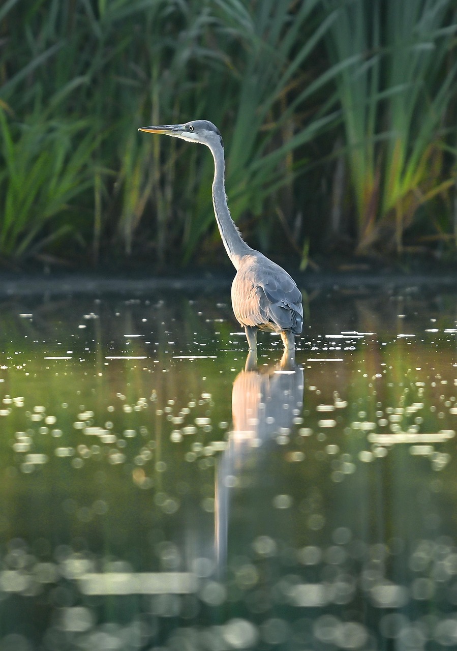 Gray Heron Lake - Free photo on Pixabay