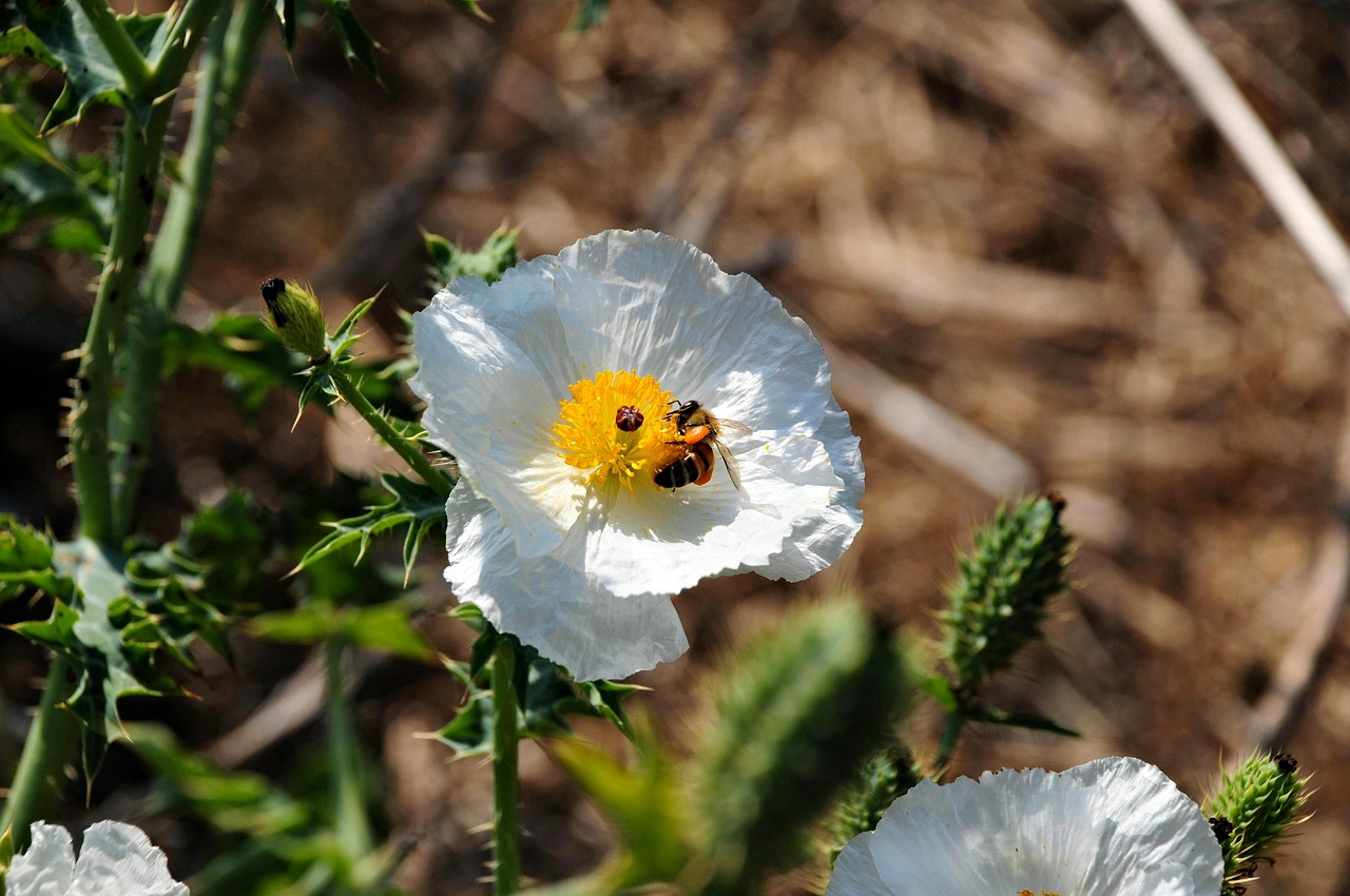 Bee Insect Pollination - Free photo on Pixabay - Pixabay