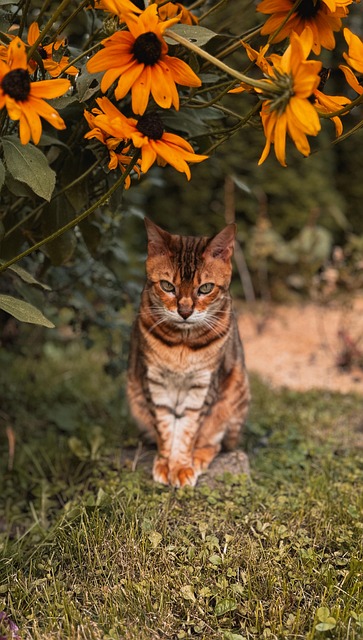 Katze Sitzt Tier - Kostenloses Foto auf Pixabay