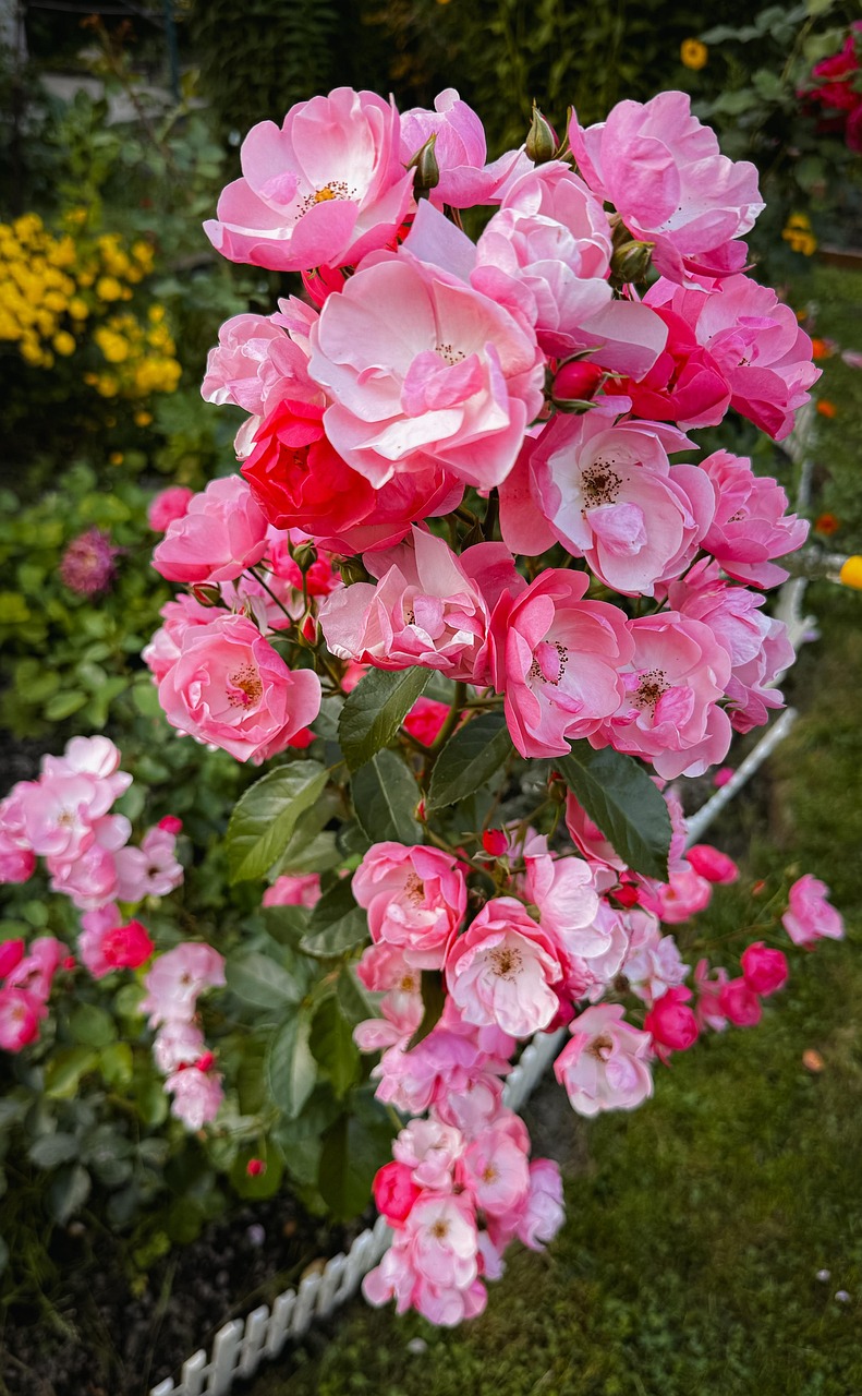 Rose Flowers Nature - Free photo on Pixabay