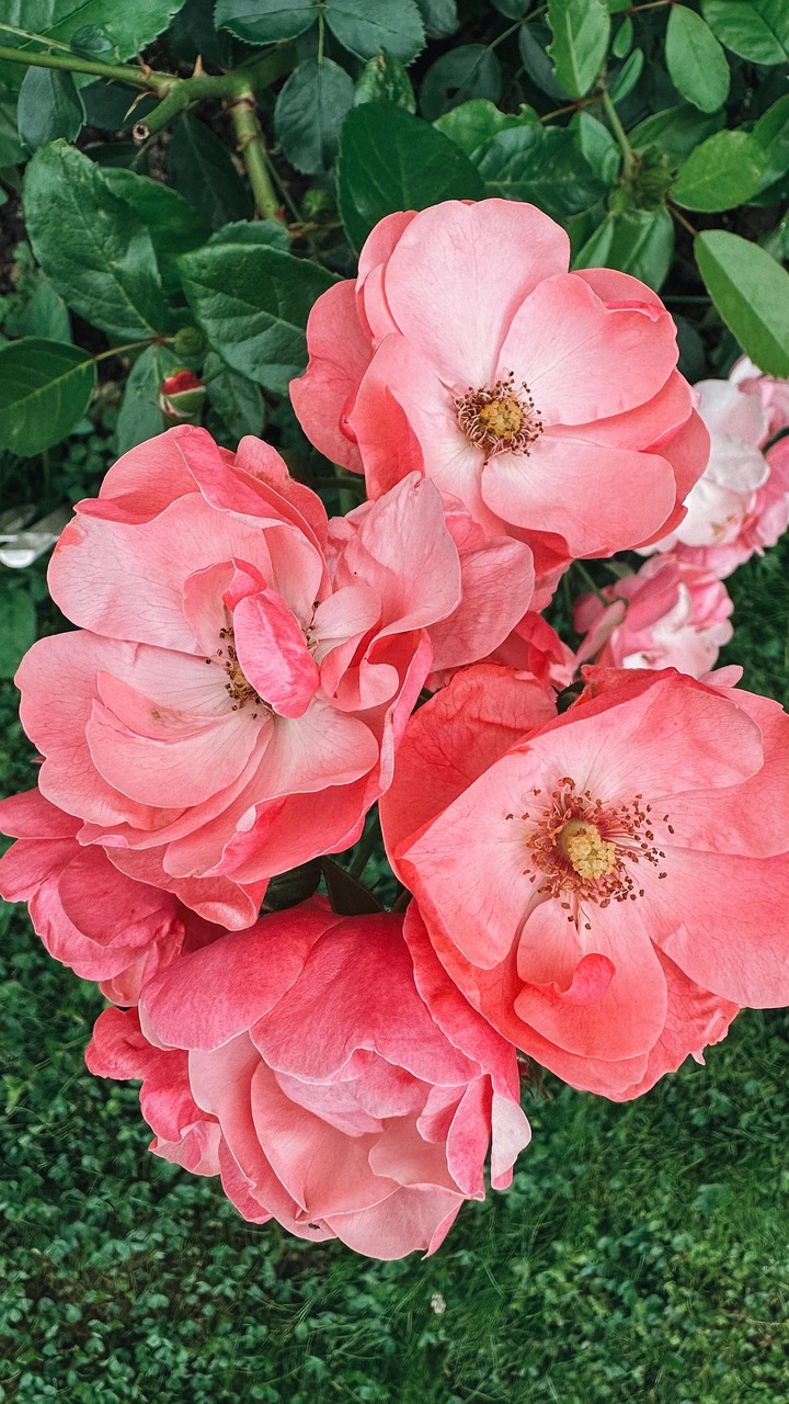 Roses Flowers Nature - Free photo on Pixabay