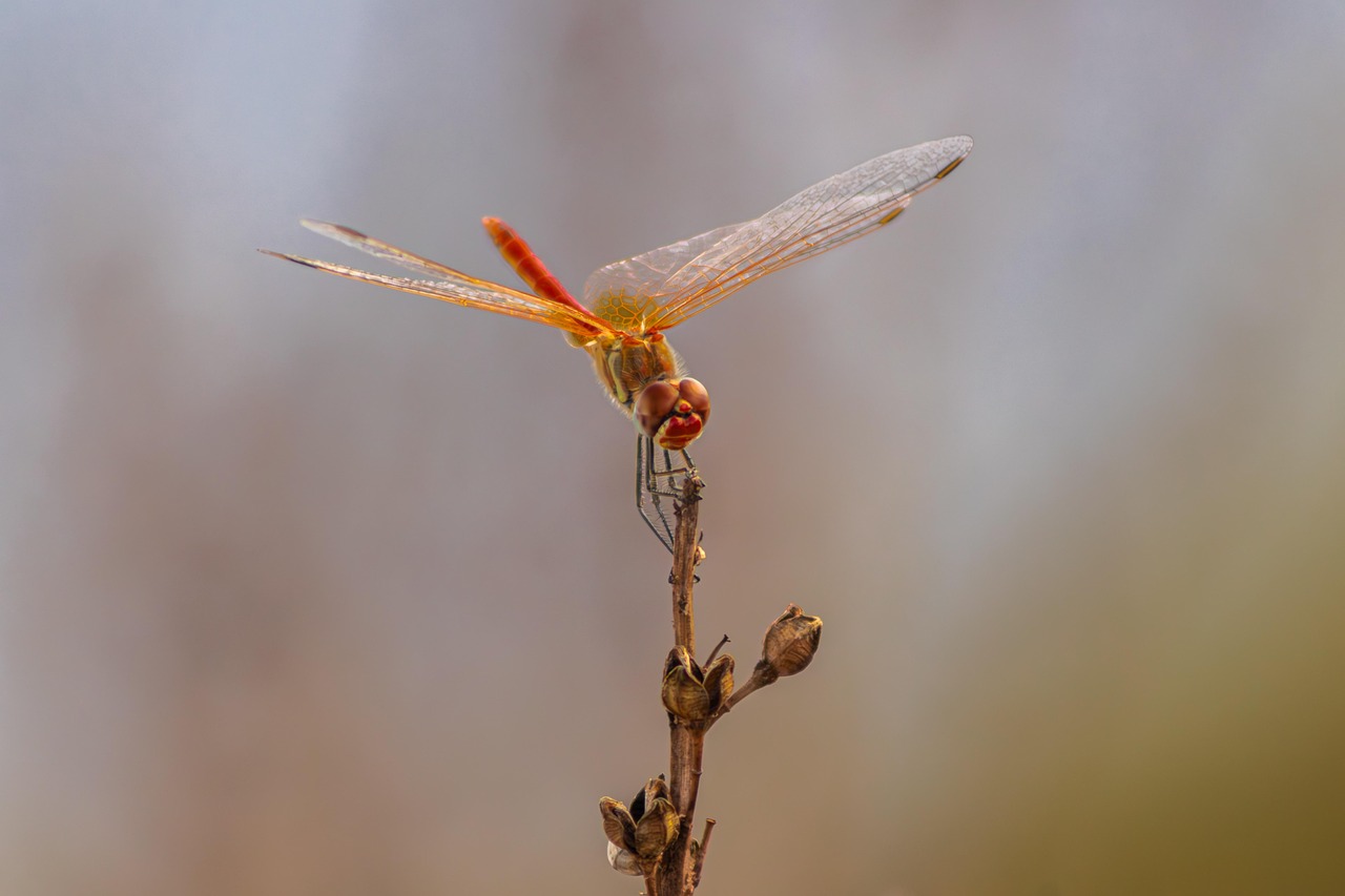 Naturephotography Insects Macro - Free photo on Pixabay - Pixabay