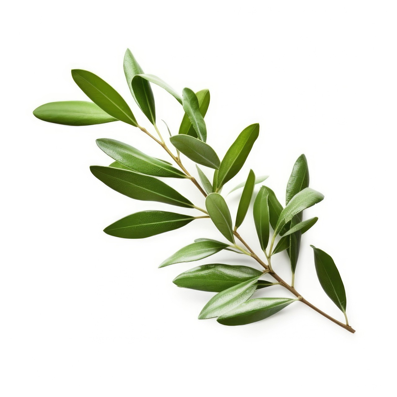 Download Olive, Branch, Leaves. Royalty-Free Stock Illustration Image ...