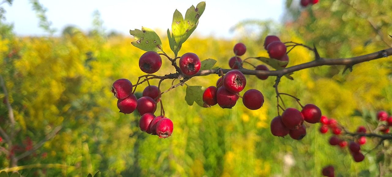 Hawthorn Nature Tree - Free photo on Pixabay