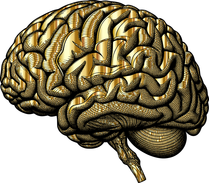 Download Brain, Mind, Gold. Royalty-Free Vector Graphic - Pixabay