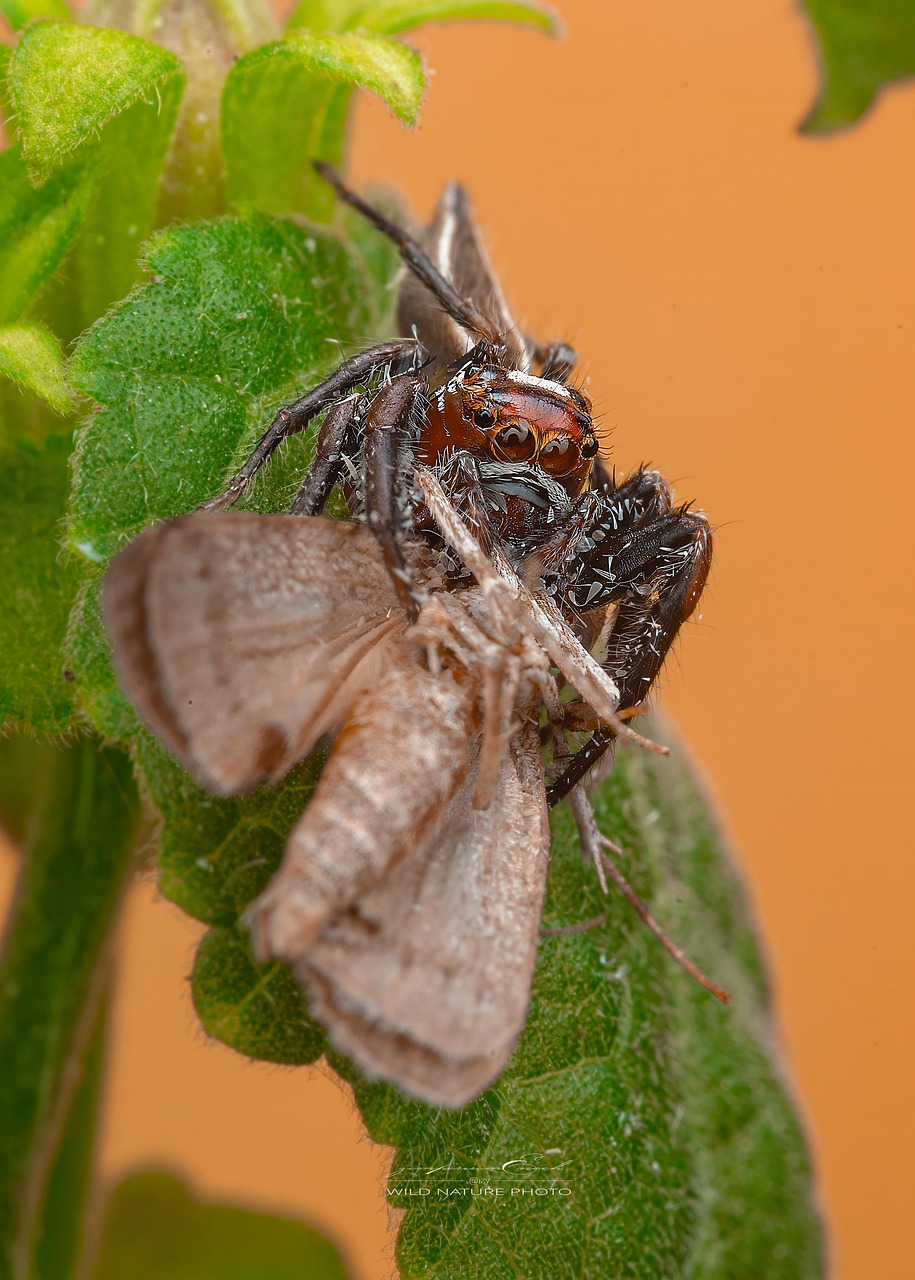 Spider Nature Insect - Free photo on Pixabay - Pixabay
