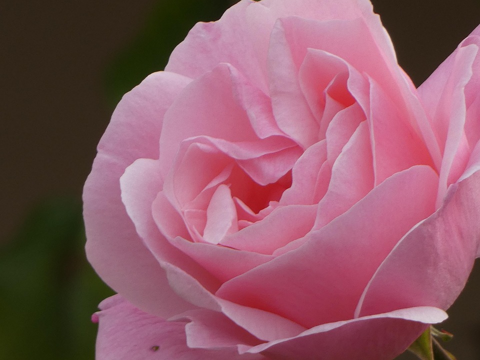 Pinke Rose Blume - Kostenloses Foto auf Pixabay - Pixabay