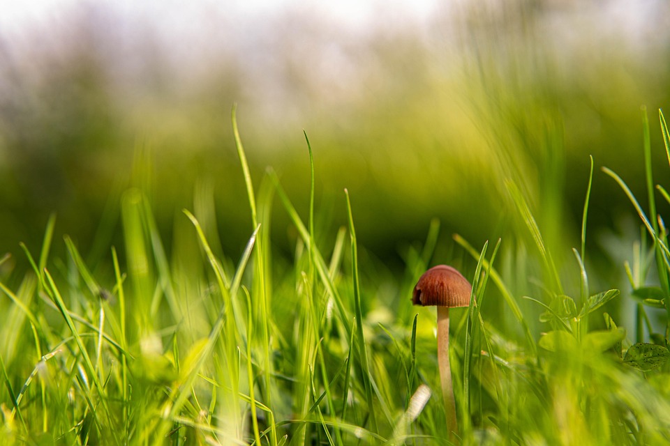 Pilz Gras Wiese - Kostenloses Foto auf Pixabay