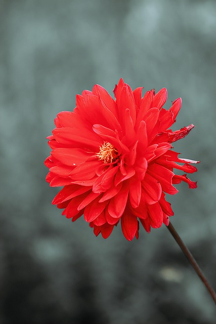 Red Flower Flora - Free photo on Pixabay - Pixabay