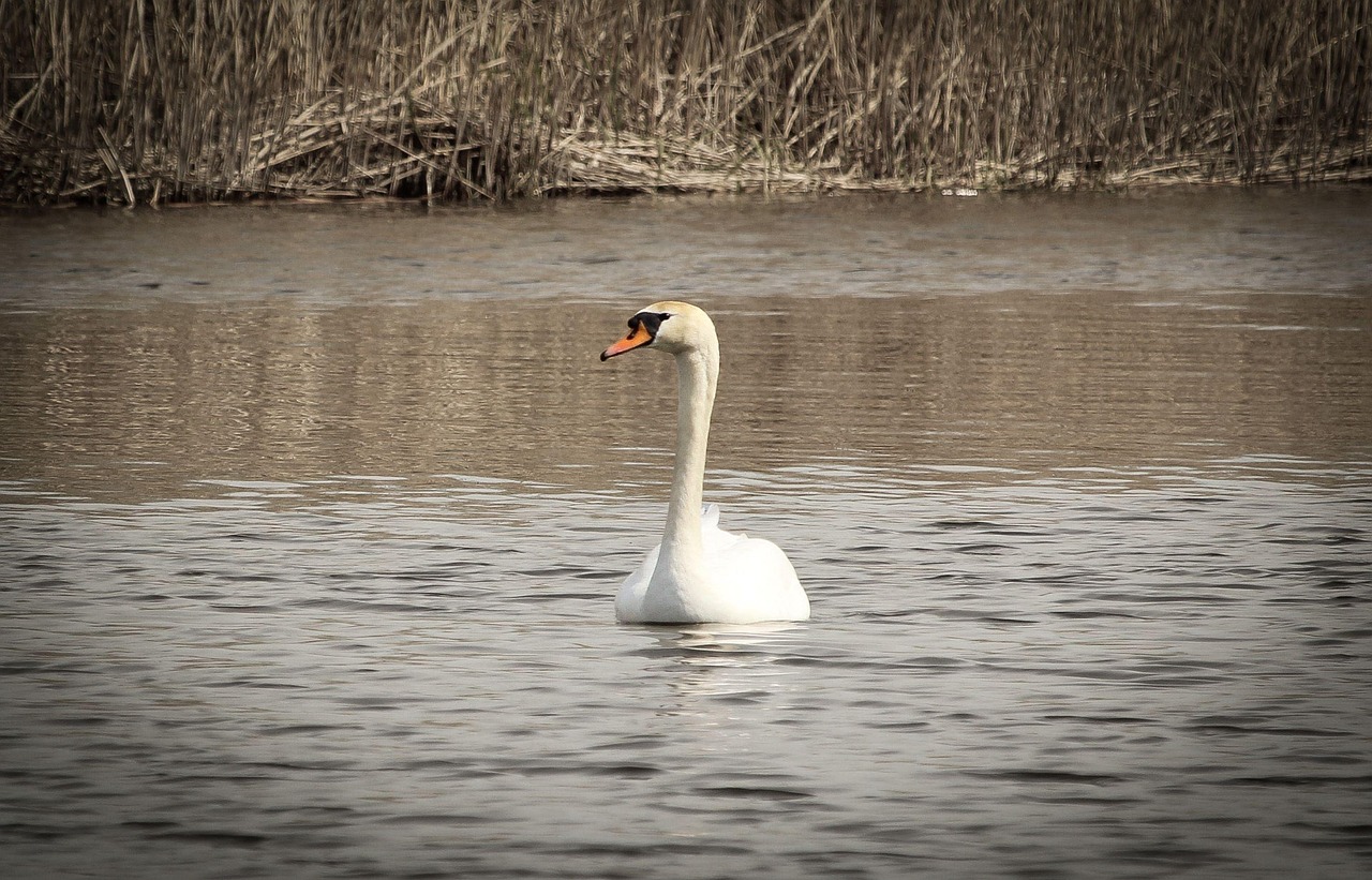 Download Swan, Waterfowl, Bird. Royalty-Free Stock Illustration Image ...