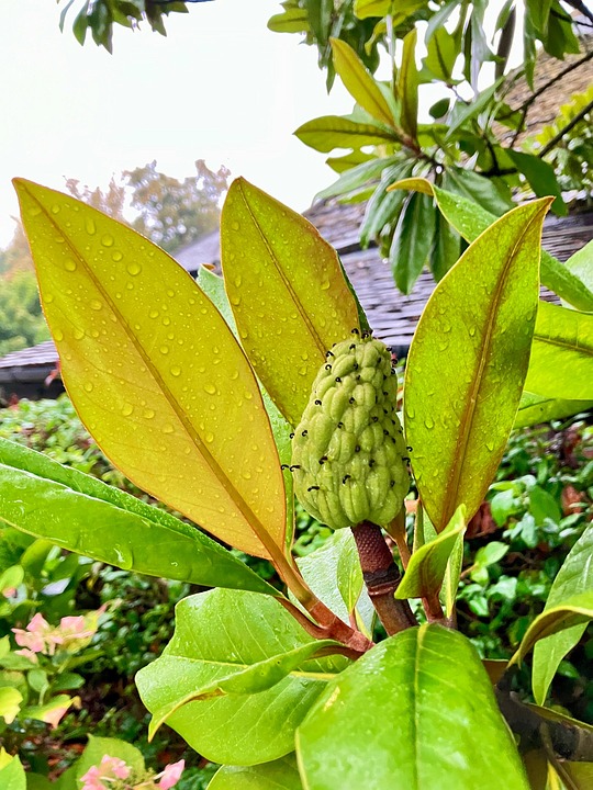 Pohon Magnolia Hijau - Foto gratis di Pixabay - Pixabay