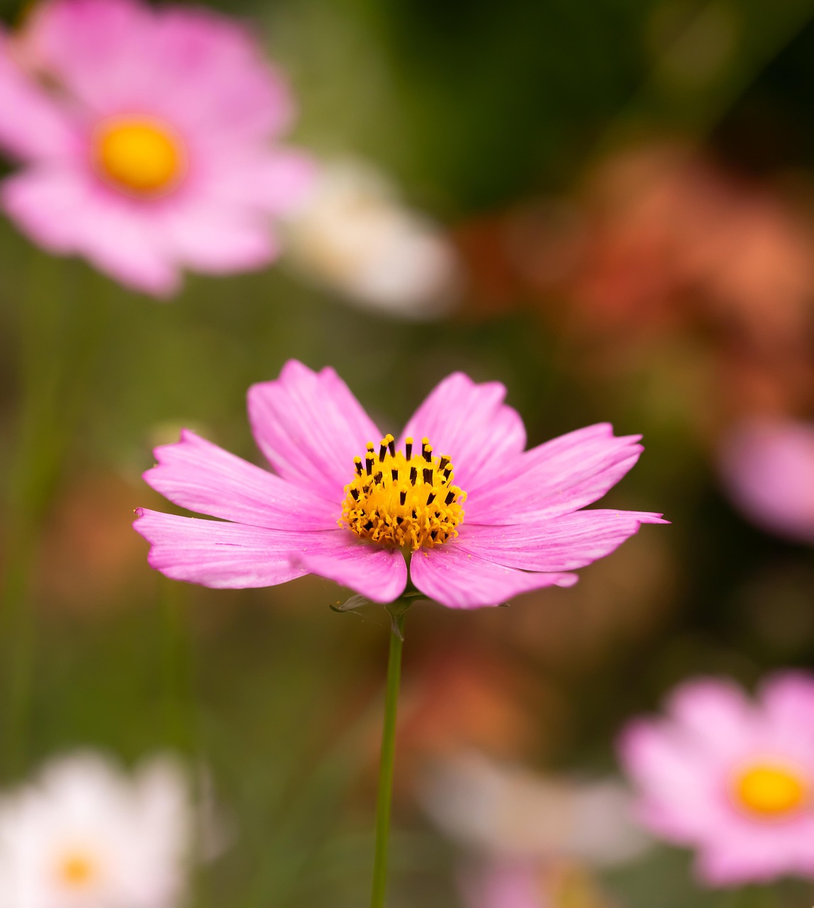 Cosmos Fleur Plantes - Photo gratuite sur Pixabay - Pixabay