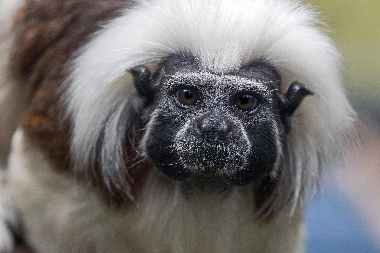 Monkey Tamarin Primate - Free photo on Pixabay