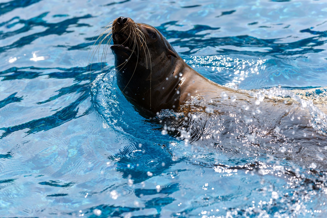 Sea Lion Mammal Wildlife - Free photo on Pixabay - Pixabay