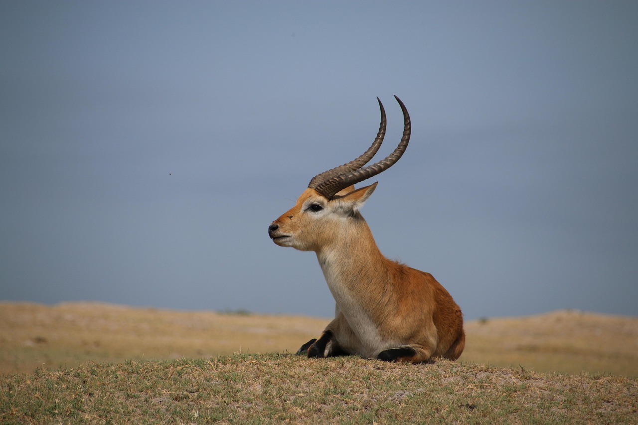 Antílope Lechwe África Animais - Foto gratuita no Pixabay