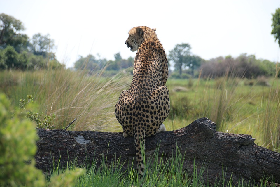 Cheetah Wildlife Animal - Free photo on Pixabay - Pixabay