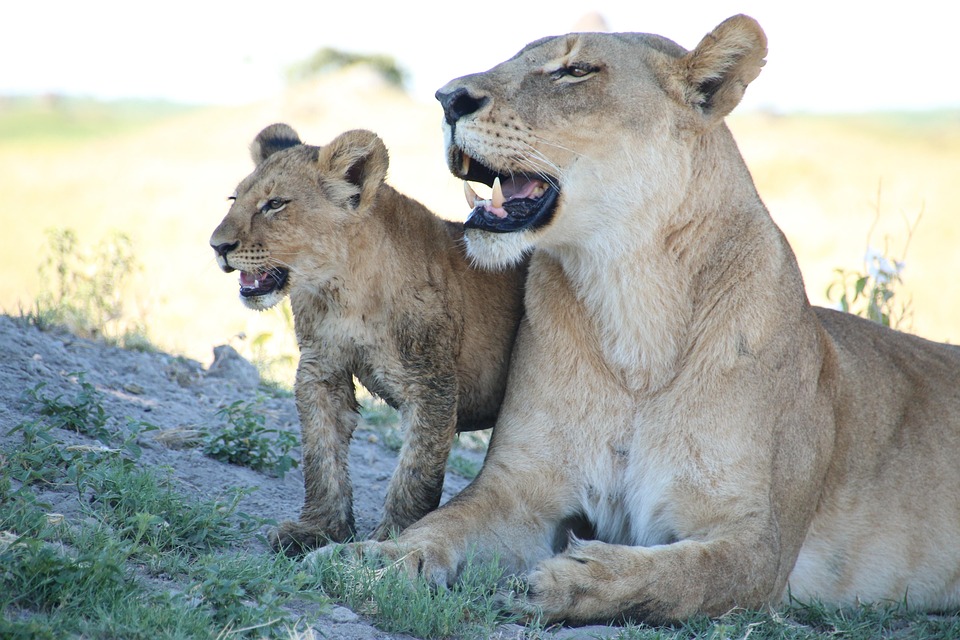 Lion Cub Predator - Free photo on Pixabay - Pixabay
