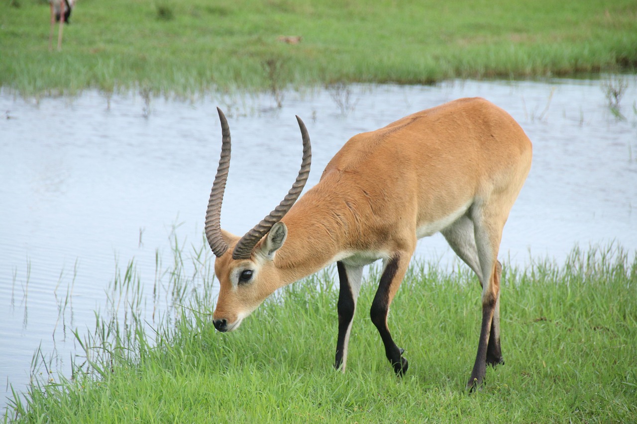 Lechwe Antelope Nature - Free photo on Pixabay - Pixabay