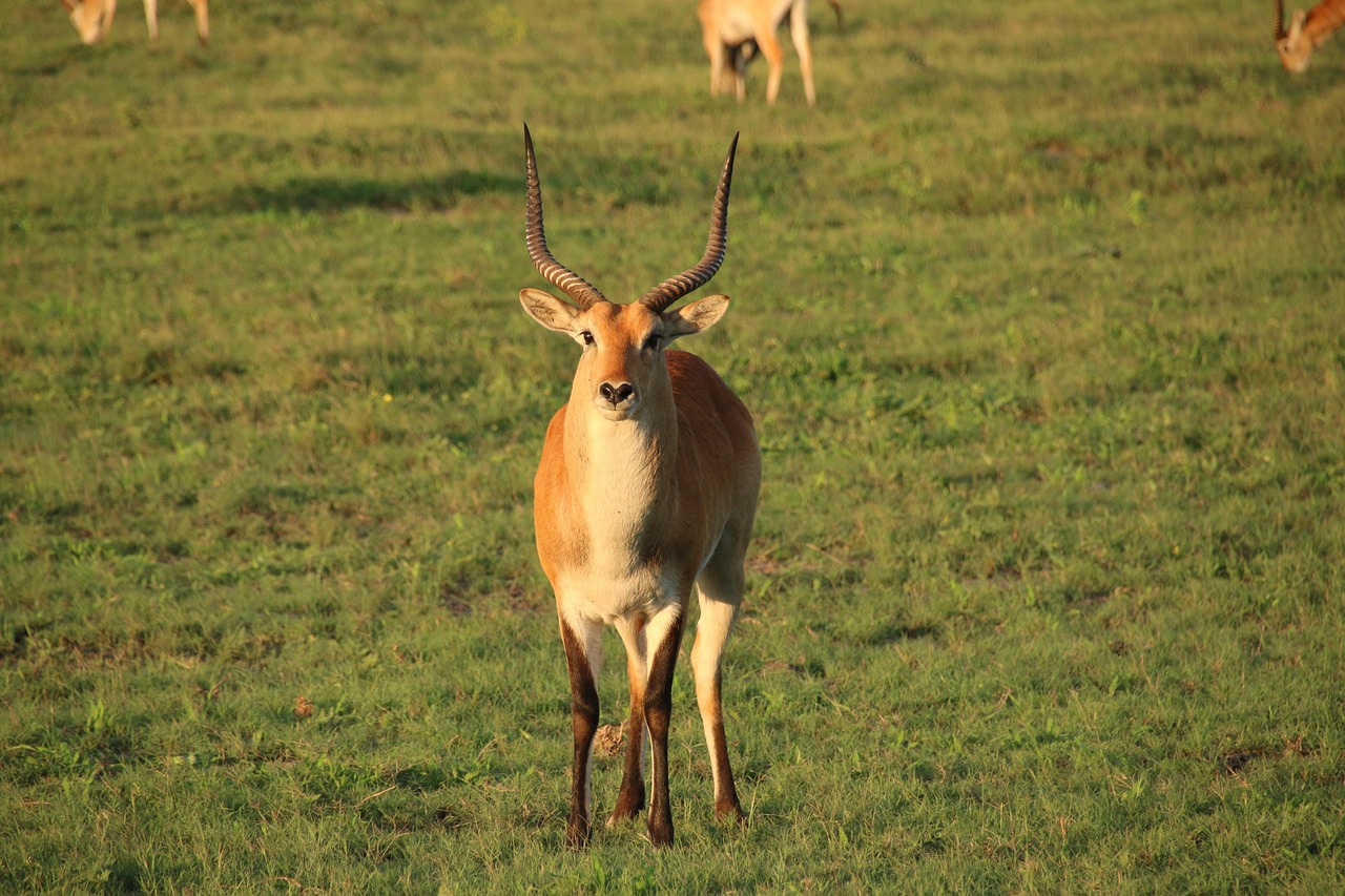 Antelope Lechwe Africa - Free photo on Pixabay - Pixabay