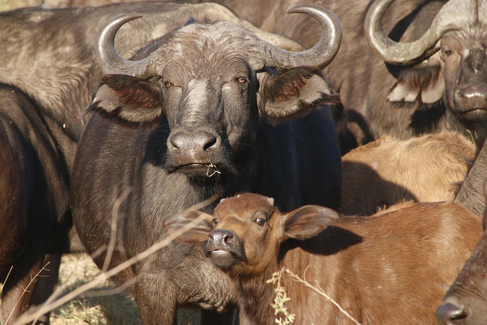 Buffalo Animal Wildlife - Free photo on Pixabay