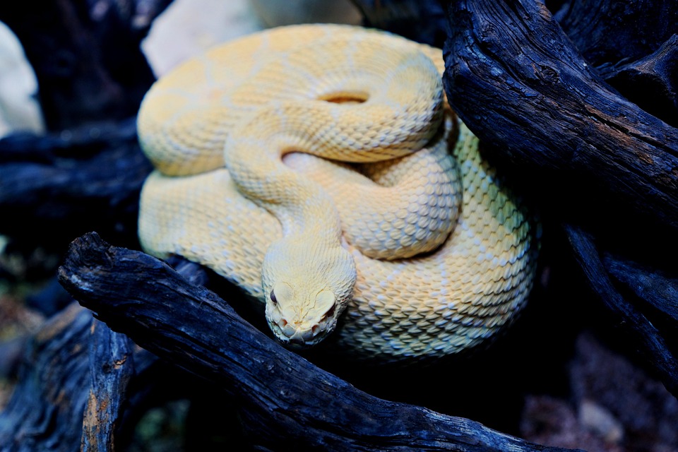 Albino Snake Reptile - Free photo on Pixabay