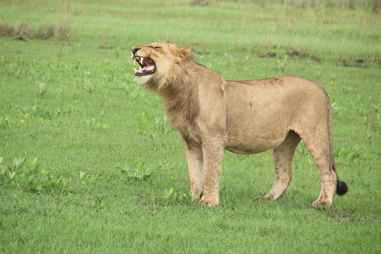 Lion Animal Predator - Free photo on Pixabay