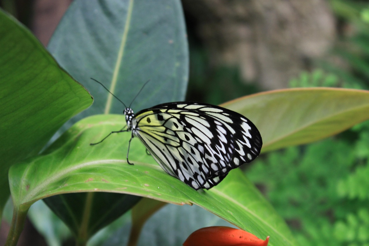 Butterfly Up Close Wings - Free photo on Pixabay