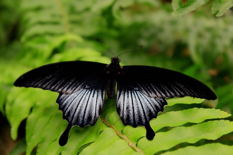 Butterfly Up Close Wings - Free photo on Pixabay - Pixabay