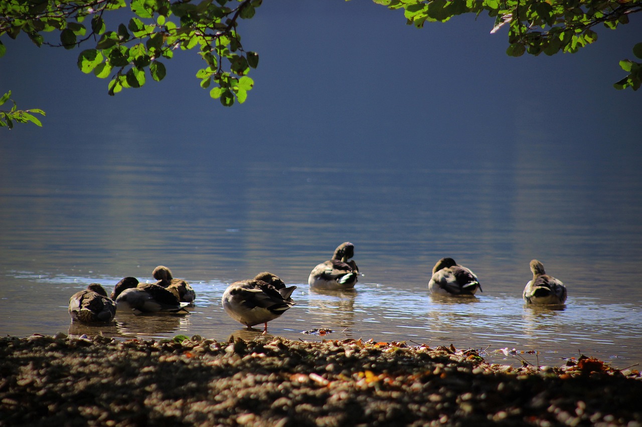 Duck Water Animals - Free photo on Pixabay - Pixabay